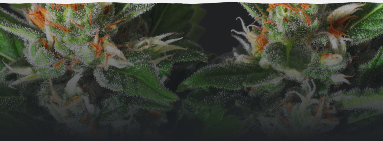 Recreational Dispensary New Brunswick NJ - Jester's Joint Dispensary